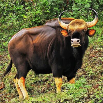 State Animal of Bihar: BPSC Note - Licchavi Lyceum