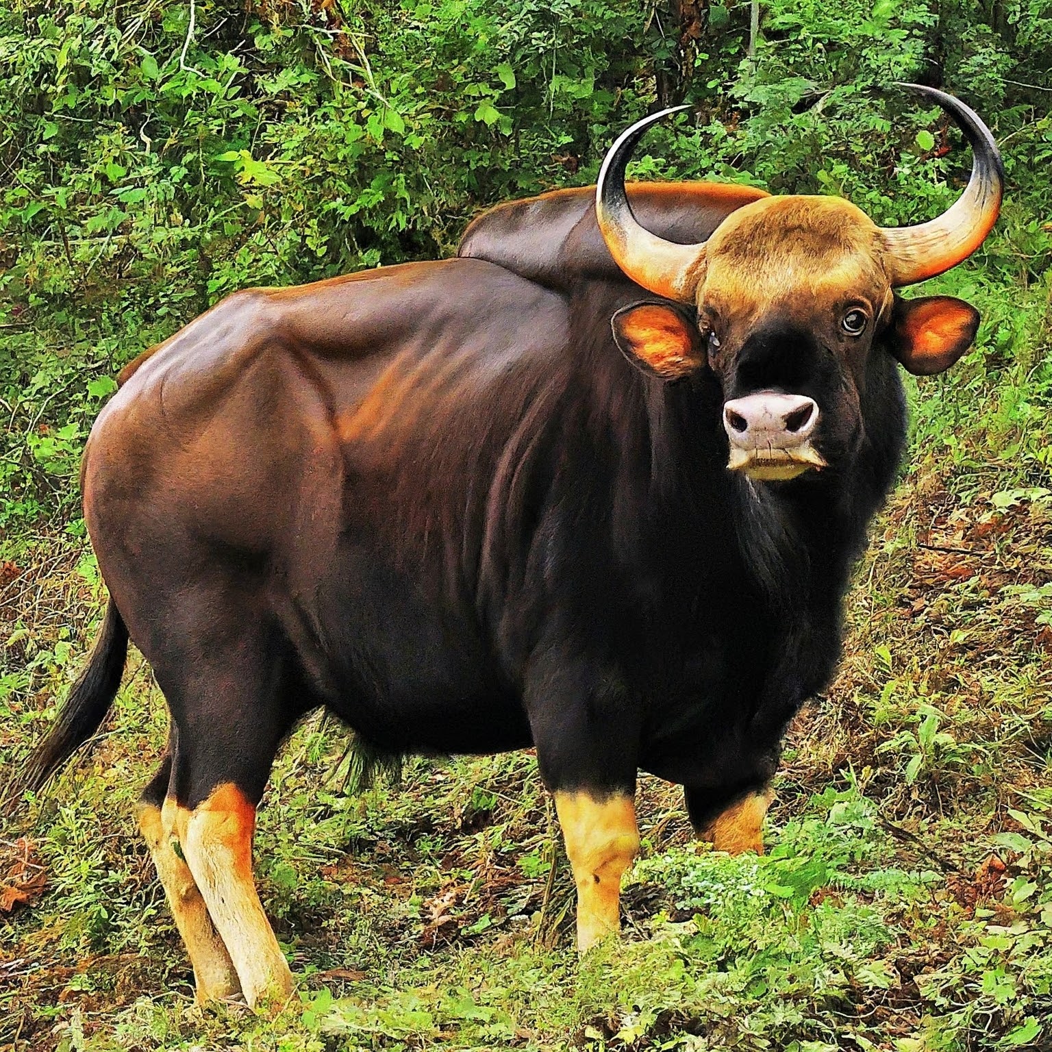 State Animal of Bihar: BPSC Note - Licchavi Lyceum