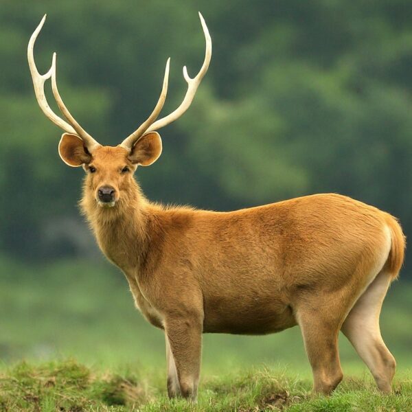 State Animal of Madhya Pradesh - Licchavi Lyceum