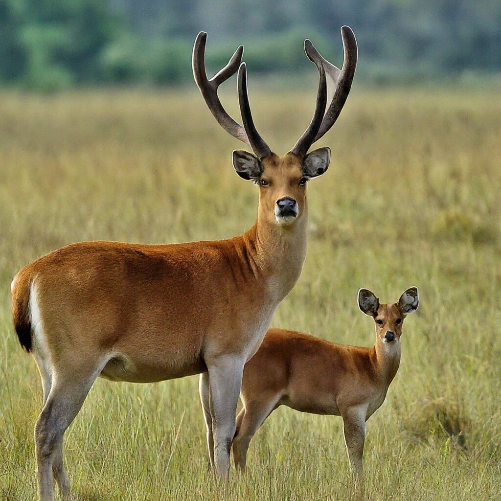 State Animal of Madhya Pradesh - Licchavi Lyceum