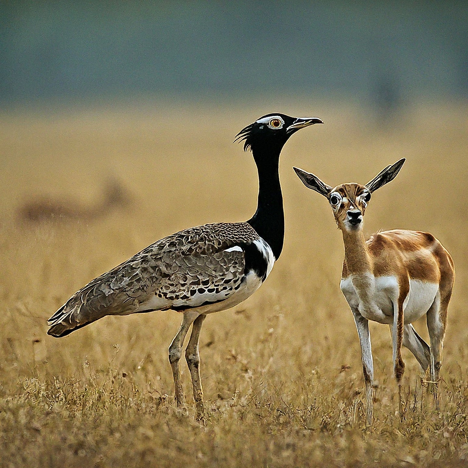 Luni River : Origin & End - Licchavi Lyceum
